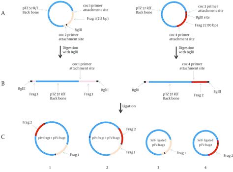 Schematic View Of The Novel Strategy For IPC Construction Introduced In Download Scientific