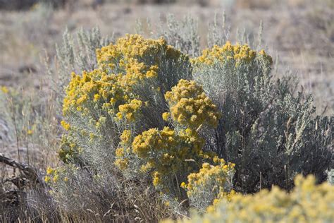 Types Of Sagebrush In Idaho At Mirian Bourne Blog