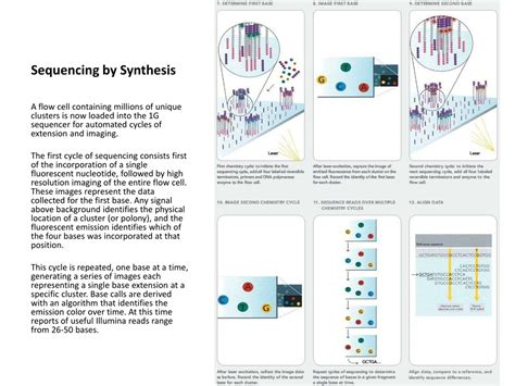 Ppt Introduction To Next Generation Sequencing Technologies And Bioinformatics Powerpoint