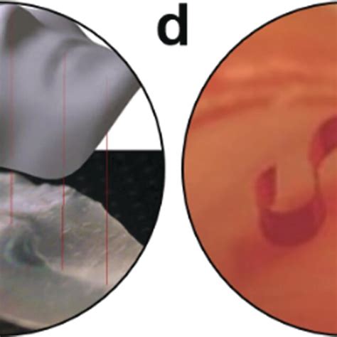 Examples Of Soft Actuating Materials Powered By Different Stimuli A A