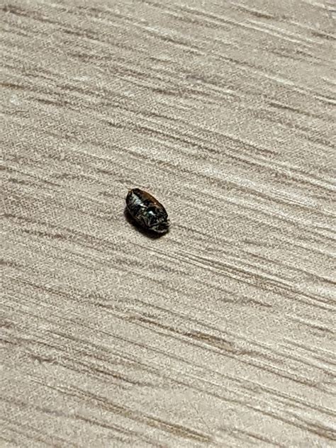 Is This A Dead Bed Bug In My Hotel Bed Rbedbugs