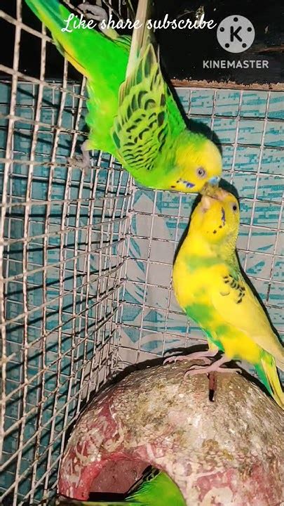 Feathered Love Birds Feeding Each Otherbudgiesyoutube Shorts