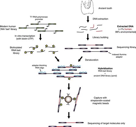 Pulling Out The 1 Whole Genome Capture For The Targeted Enrichment Of Ancient Dna Sequencing