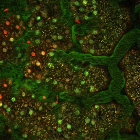 Microscopy Dataset List