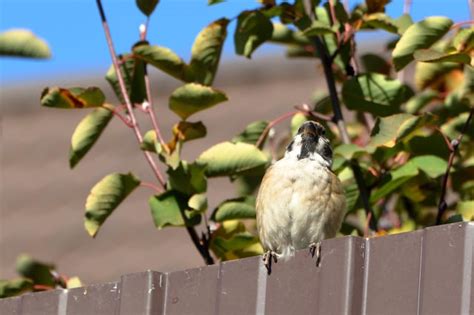 Project Sparrow Rprogramming