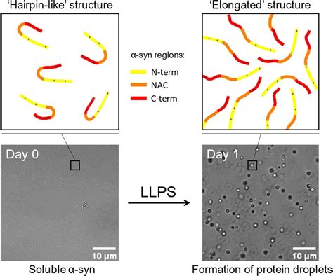 Direct Observation Of “elongated” Conformational States In α‐synuclein Upon Liquid‐liquid Phase