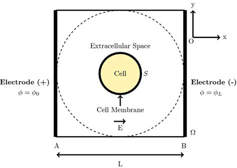 Schematic Representation Of A Single Cell Electroporation Download
