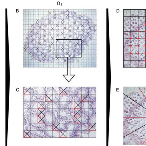 Multiphasic Hierarchical Sampling A Testis U 0 Space With The
