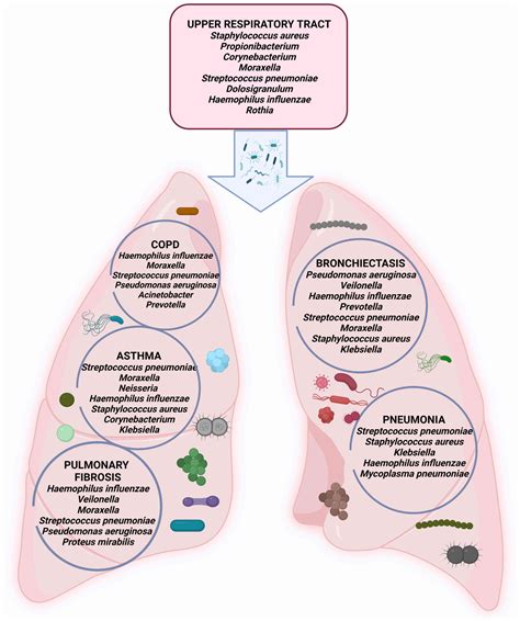 The Lung Microbiome Immunity And The Pathogenesis Of