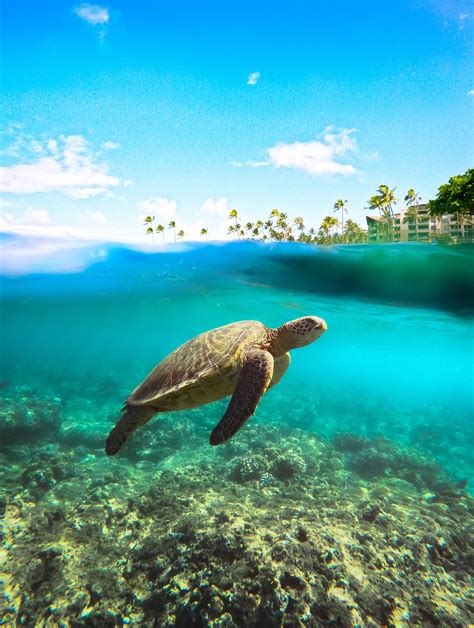 Honu Wallpaper Hd Sea Turtle Wallpapers 60 Images Wallpapercat