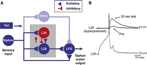 network plasticity in adaptive filtering and behavioral habituation neuron