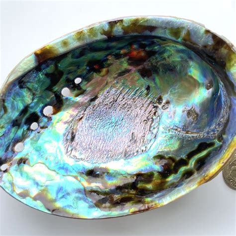 Half Polished Paua Shell Nz Abalone Shell 14 15 Cm
