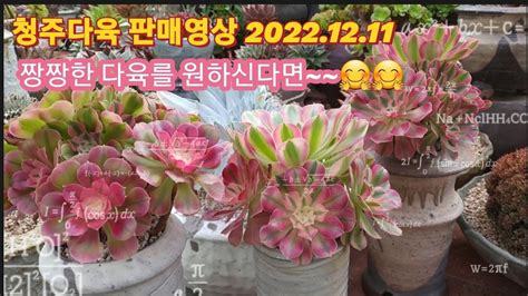 야물딱진 아이들~~소개합니다~~ 다육식물 多肉植物 청주다육 Youtube