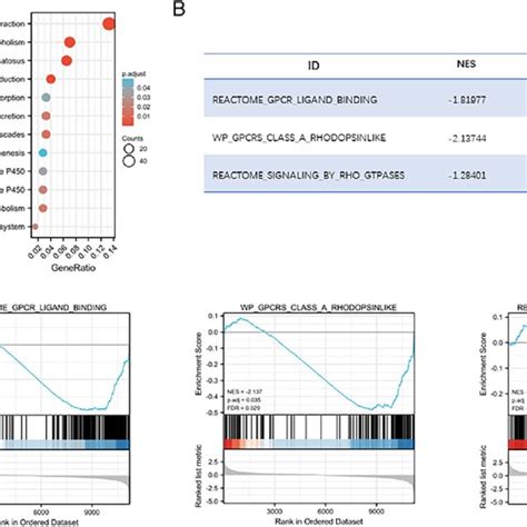 Functional Enrichment Analysis Of Alg3 In Lung Adenocarcinoma A