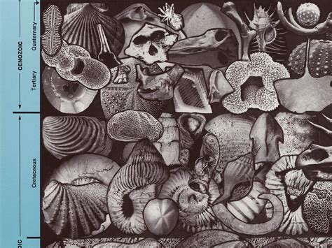 Fossils Through Time Paleontology Educational Science Chart