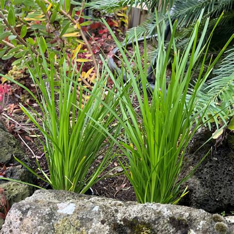 Native Grasses Garden Express Australias Largest Online Nursery