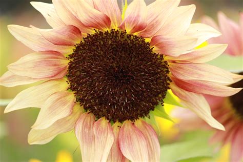 The Lustrous Ruby Eclipse Sunflower Minneopa Orchards