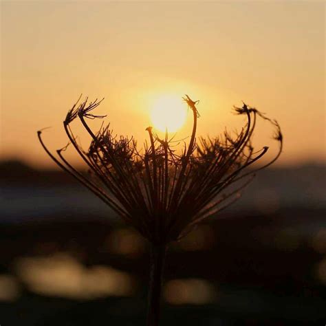 Fleur et soleil. | Flowers, Garden, Plants