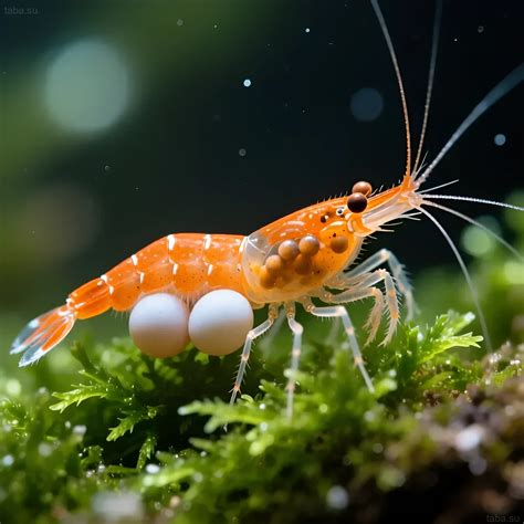 Orange Sakura Shrimp Care Breeding And Vibrant Color In The Aquarium