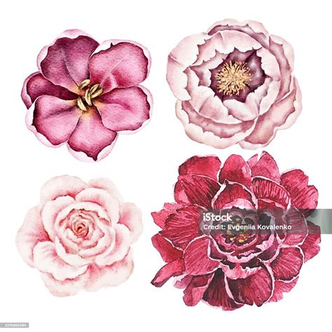 모란과 동백을 포함한 다양한 분홍색 음영의 손으로 그린 수채화 꽃의 평면도 흰색으로 분리되어 초대장 문구류 인쇄물 및 포장 디자인에 이상적입니다 0명에 대한 스톡 벡터 아트