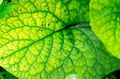 우엉 잎의 질감 꽃 배경입니다 신선한 녹색 우엉 잎 질감이 닫힙습니다 자연 잎 배경입니다 디자인 우엉 잎 배경입니다 녹색 자연 패턴입니다 우엉 잎이 닫힙됩니다 계절에 대한