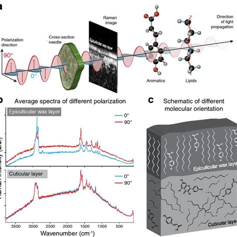 Raman Mapping On The Cross Section Of Coated Wood Surface Bright Field