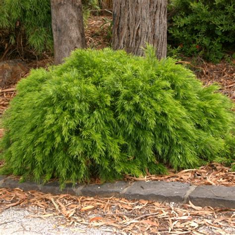 Acacia Cognata Mini Cog The Heritage Nursery