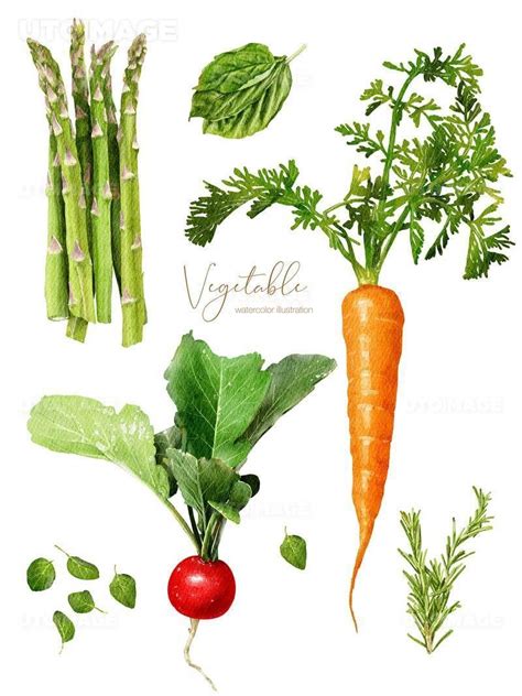 채소 Makesomething 220507 Makesomething 일러스트 수채화 손그림레이션 당근 채소 아스파라거스 바질 로즈마리 레디쉬 허브