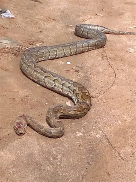 See The Python Killed This Morning By My Neighbour Sciencetechnology