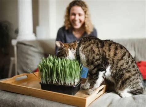 Blissful Kitty Catnip Safety And Recommended Feline Use Urgentvet