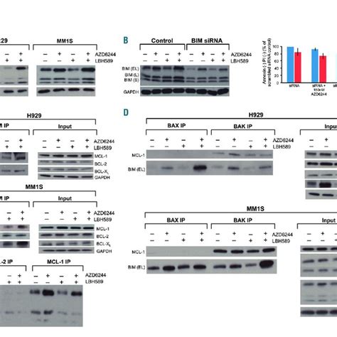 Mek Histone Deacetylase Inhibitor Induced Synergistic Apoptosis Is