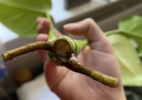 Is My Cutting Developing Root Rot R Monstera