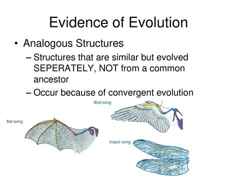 Evolution Ppt Download