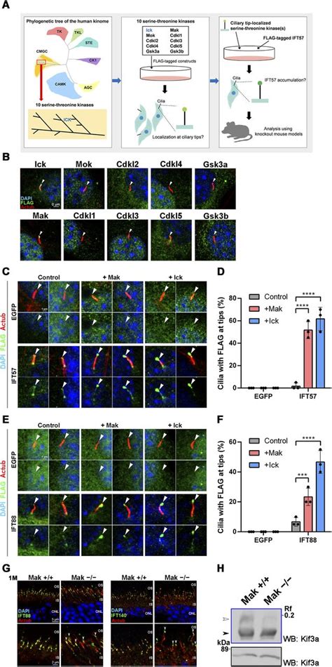 Vector Shield Immunofluorescence Ccrk Makick Signaling Is A Ciliary