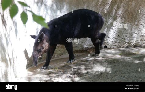 Los Angeles California Usa 17th August 2023 Mountain Tapir At La Zoo