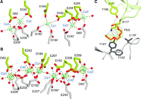 Binding Sites Of Calcium Ions And Peg Molecules A And B Detailed