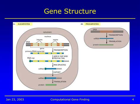 Ppt Computational Gene Finding Powerpoint Presentation Free Download