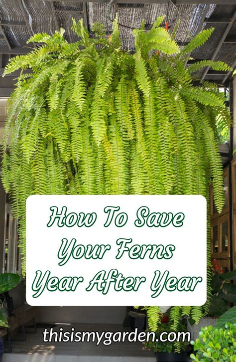 How To Save Your Ferns From Year To Year Ferns Garden Potted Ferns