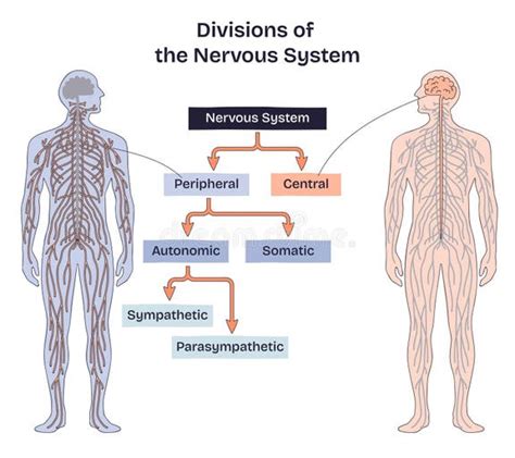 Nervous System Divisions Map Linking Central Vs Peripheral With Brain