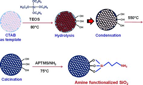 Synthesis And Functionalization Of Mesoporous Silica Nanoparticles