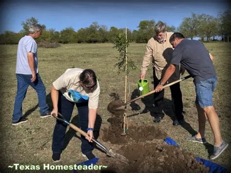 Memorial Tree Planting Guide ~ Texas Homesteader