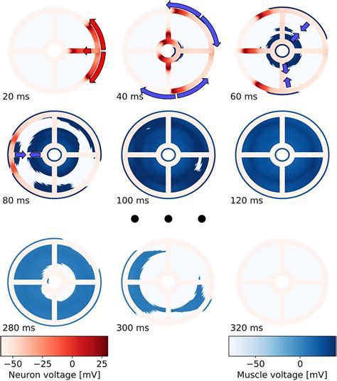 Neuronal Synchronization And Bidirectional Activity Spread Explain