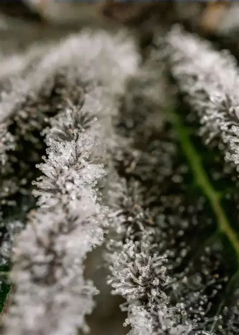 Deep Space Candy Seeds By Heroes Of The Farm Growdiaries