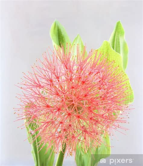 Fotobehang Poeder Puff Lelie Pixersnl