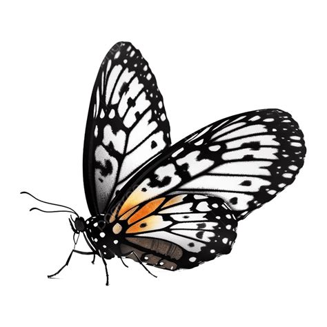 فراشة حشرة سوداء صغيرة فراشة يطير Insect Png وملف Psd للتحميل مجانا