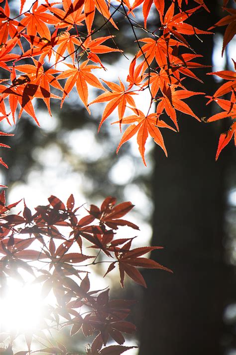 유토이미지 가을 27