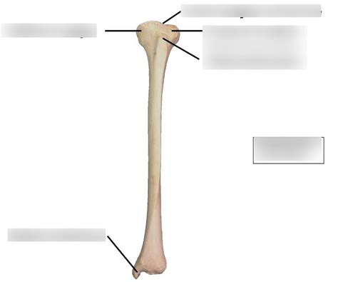 Tibia Diagram Quizlet