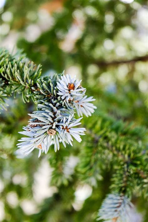 Sitka Spruce Picea Sitchensis Close Up Showing A Branch Of The Tree