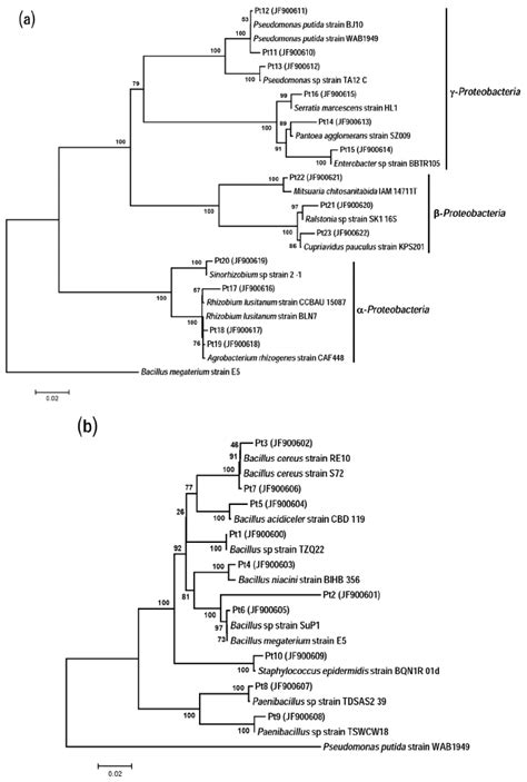 16s rdna based dendrogram showing the phylogenetic relationship of