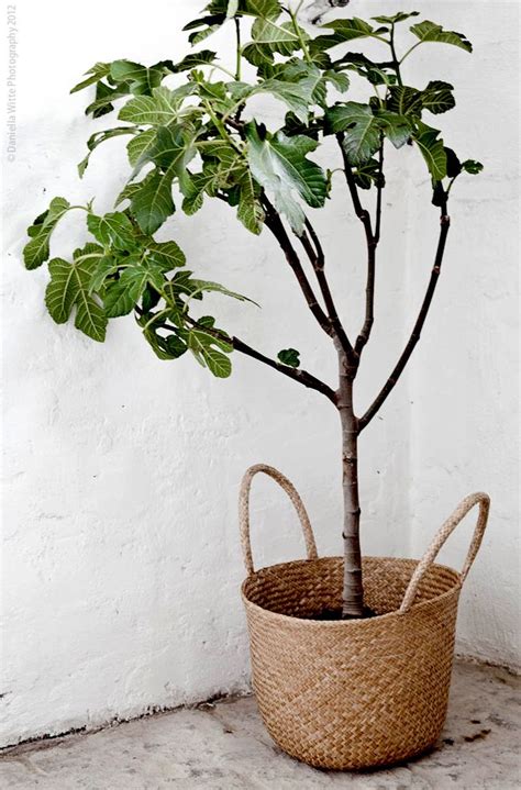 Daniella Witte Crispy Nature Plants Indoor Tree Indoor Plants